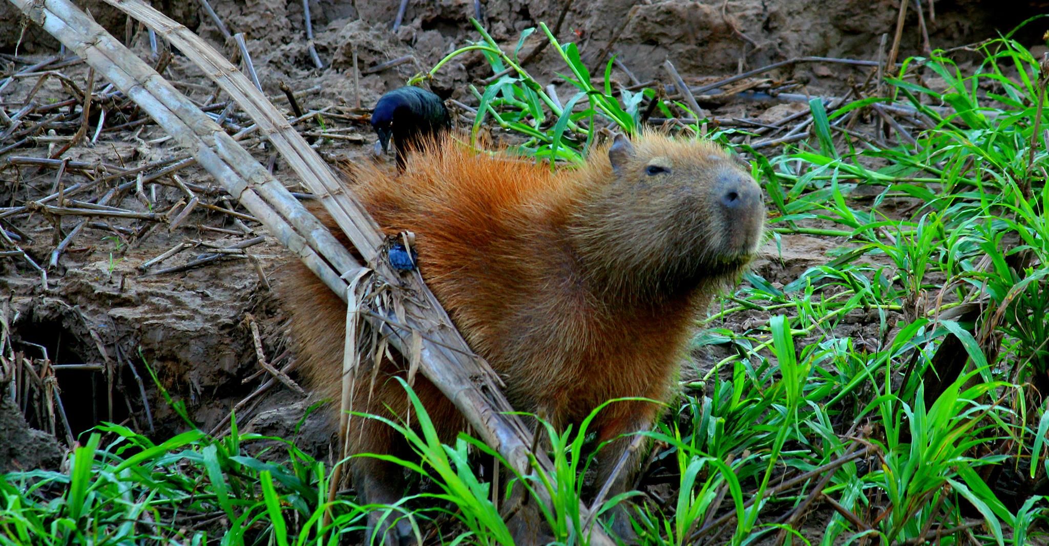 Nape Jungle lodge, 3 or 4 days - South America Planet